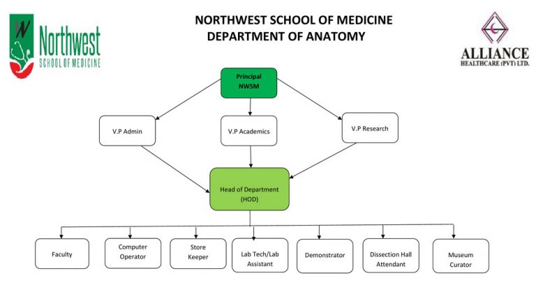 Anatomy - Northwest School of Medicine